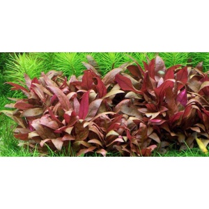 ALTERNANTHERA REINECKII 'RED RUBY' - Aquatantan.dk