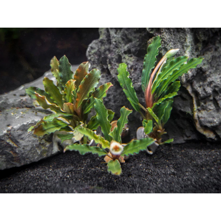 bucephalandra sp alamanda v3 dark - Aquatantan.dk
