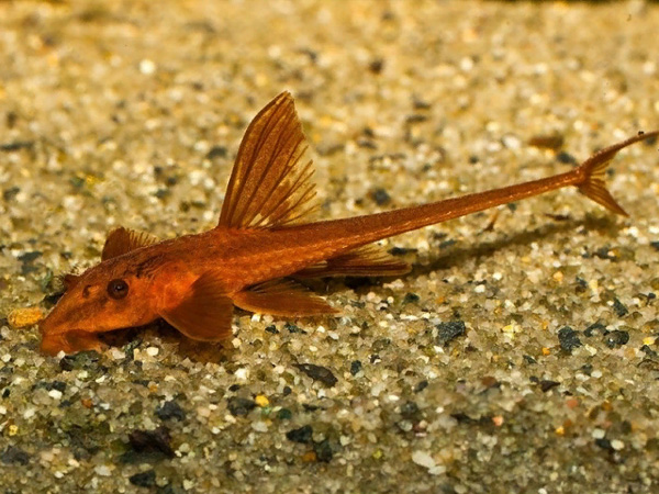 Rineloricaria sp. Red Lizard, L010a/L10a 1 stk - Aquatantan.dk