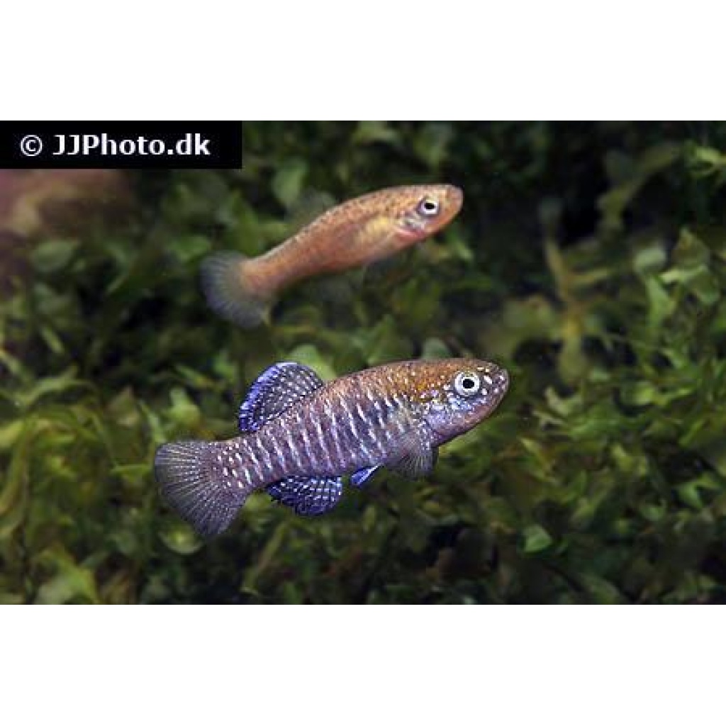 aphanius mento "Pearl Spotted Killifisk" - Aquatantan.dk