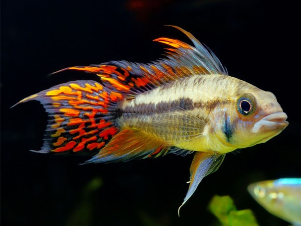 Apistogramma cacatuoides double red - Aquatantan.dk