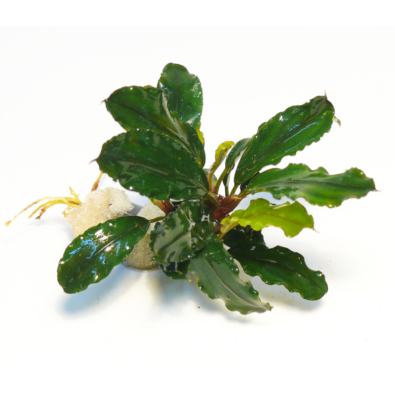 bucephalandra sp lalina - Aquatantan.dk