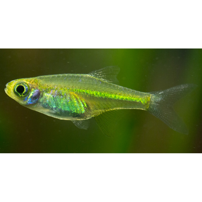 Neon Green rasbora Microrasbora kubotai - Aquatantan.dk