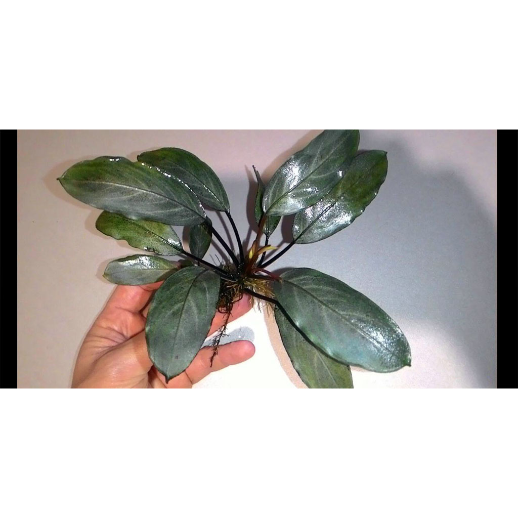 bucephalandra Silver grey rizom - Aquatantan.dk
