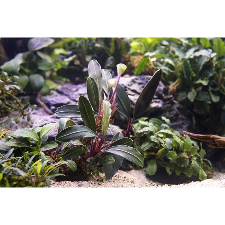 bucephalandra sp pink lady rizom - Aquatantan.dk