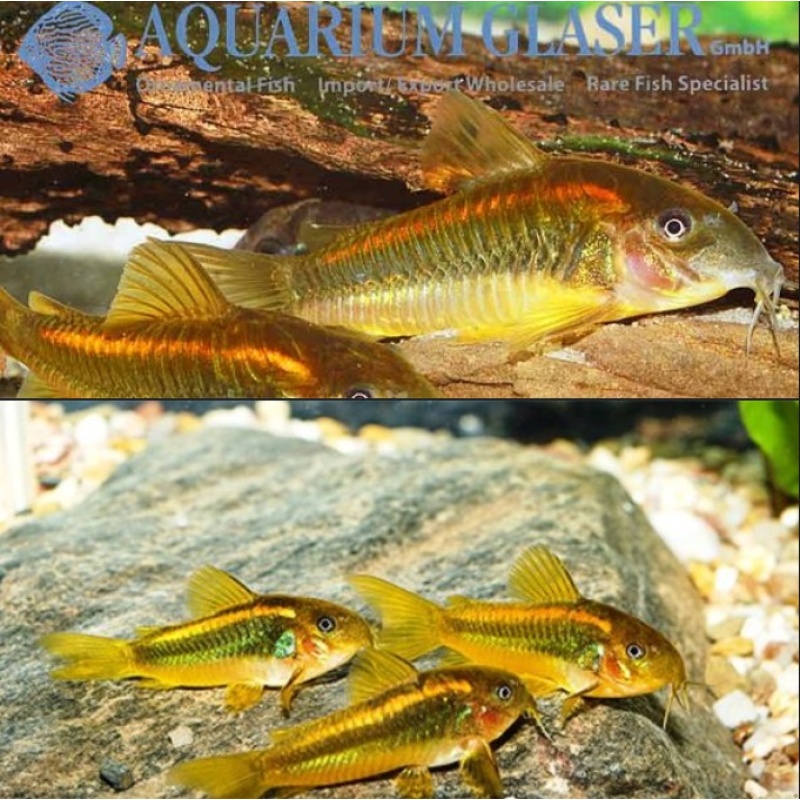 Corydoras Aeneus Peru Gold Stripe CW10 - DK opdræt- Aquatantan.dk