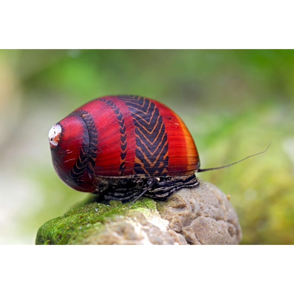 Vittina waigiensis Rød racer - Aquatantan.dk