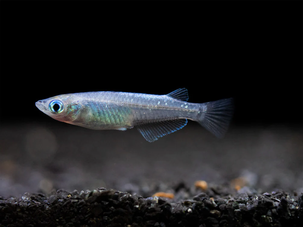 Oryzias Latipes Sparkling Blue Risfisk - Aquatantan.dk