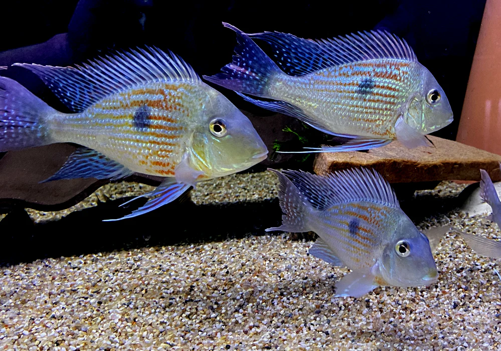 Geophagus sp. Sveni Rio Araguaia - Aquatantan.dk