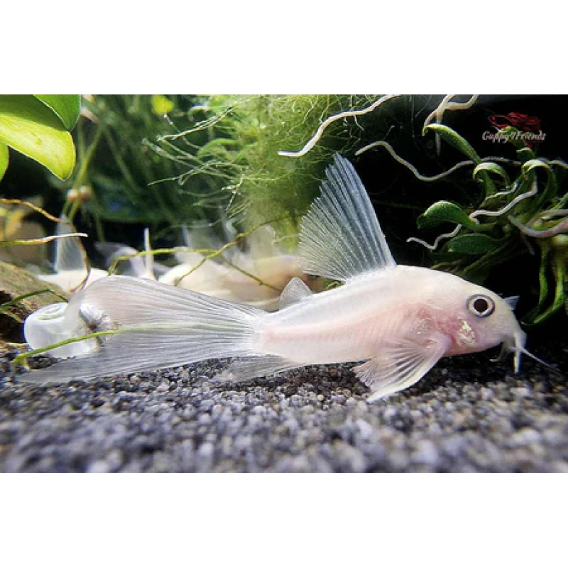 Corydoras Panda white longfinn - Aquatantan.dk