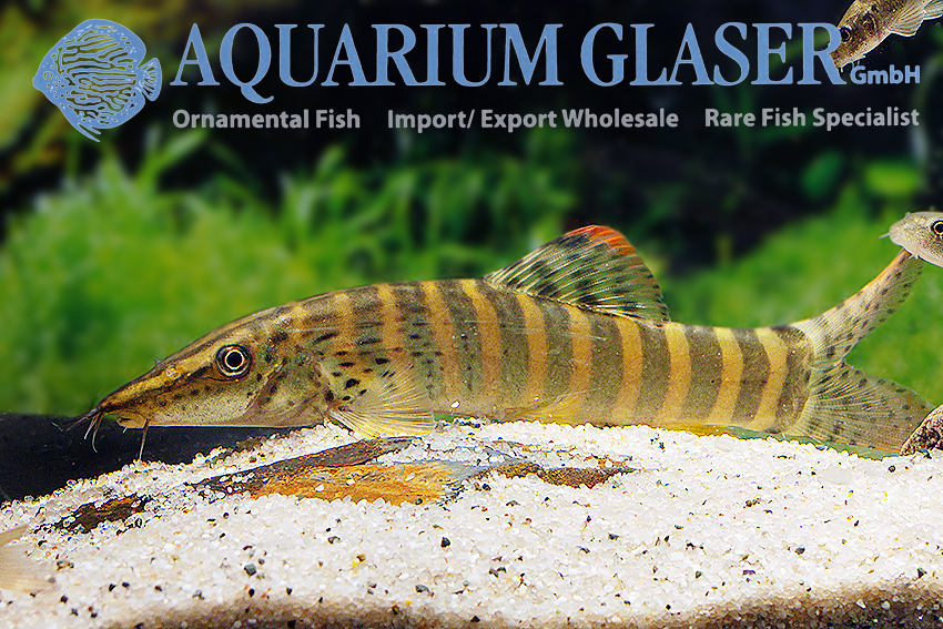 botia berdmorei Redfin tiger - Aquatantan.dk