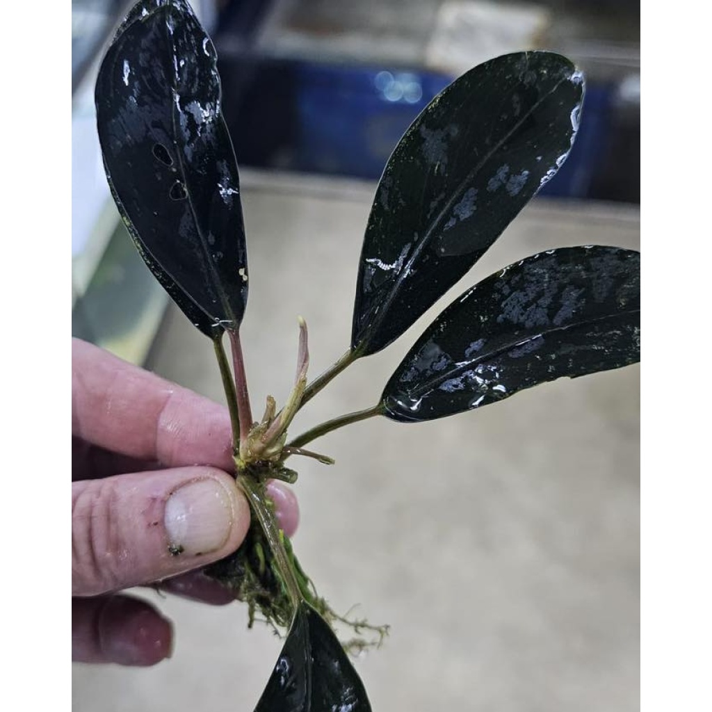 bucephalandra sp Dark Afika rizom - Aquatantan.dk