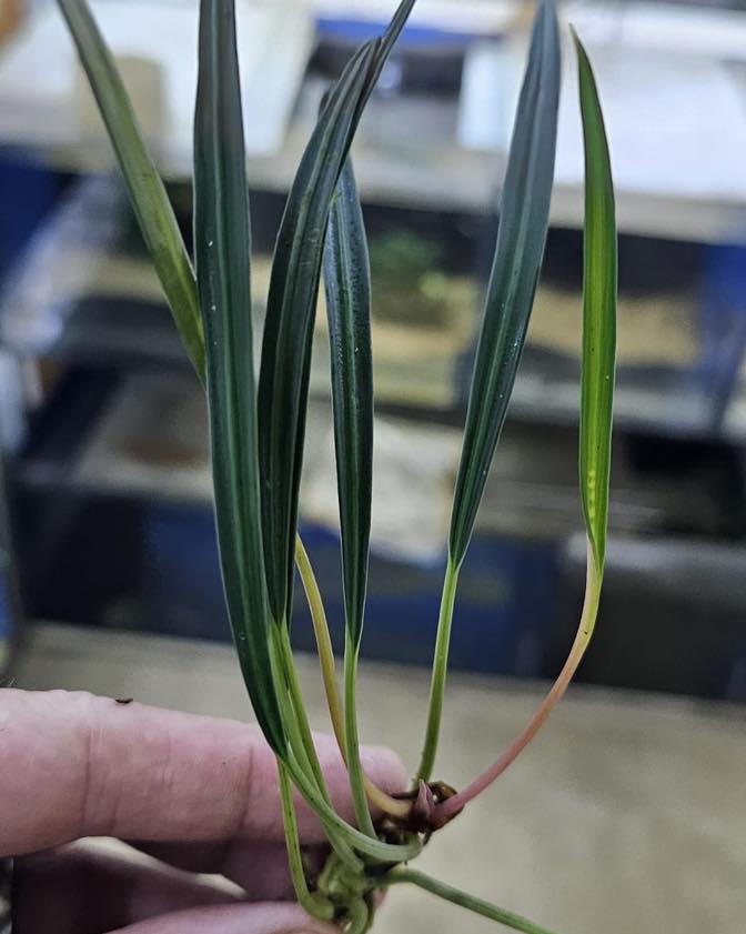 Aridarum white feng rizom - Aquatantan.dk