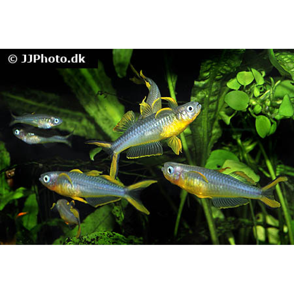 Regnbuefisk Pseudomugil furcatus - Aquatantan.dk