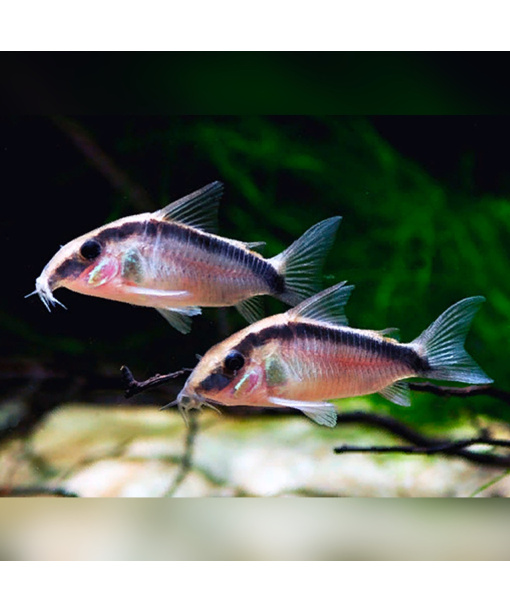 Corydoras Arkiv - Aquatantan.dk