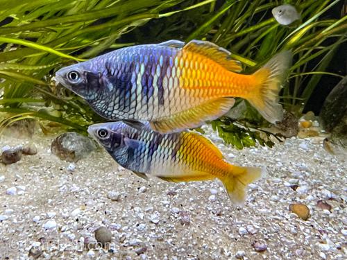 Melanotaenia boesemani - rød regnbuefisk - Aquatantan.dk