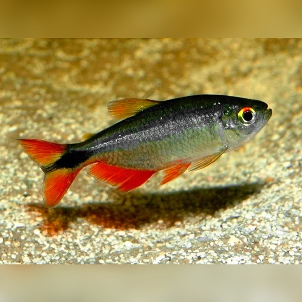 hyphessobrycon anisitsi - Norsk flagtetra - Aquatantan.dk