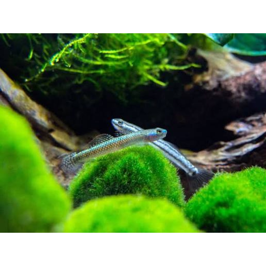 Stiphodon sp. blue neon - Aquatantan.dk